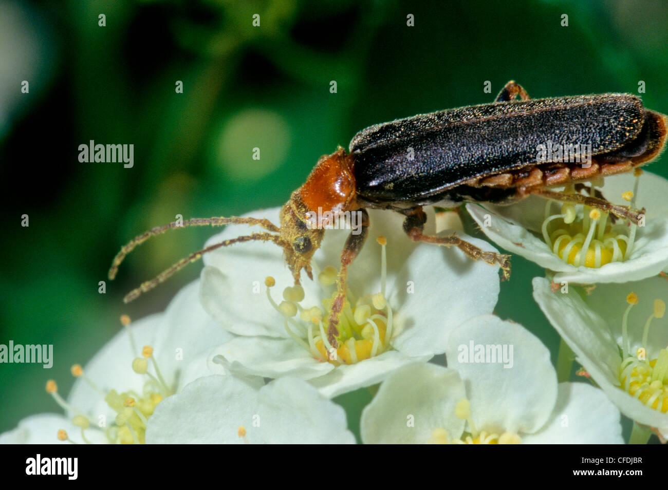 Leather beetles hi-res stock photography and images - Alamy
