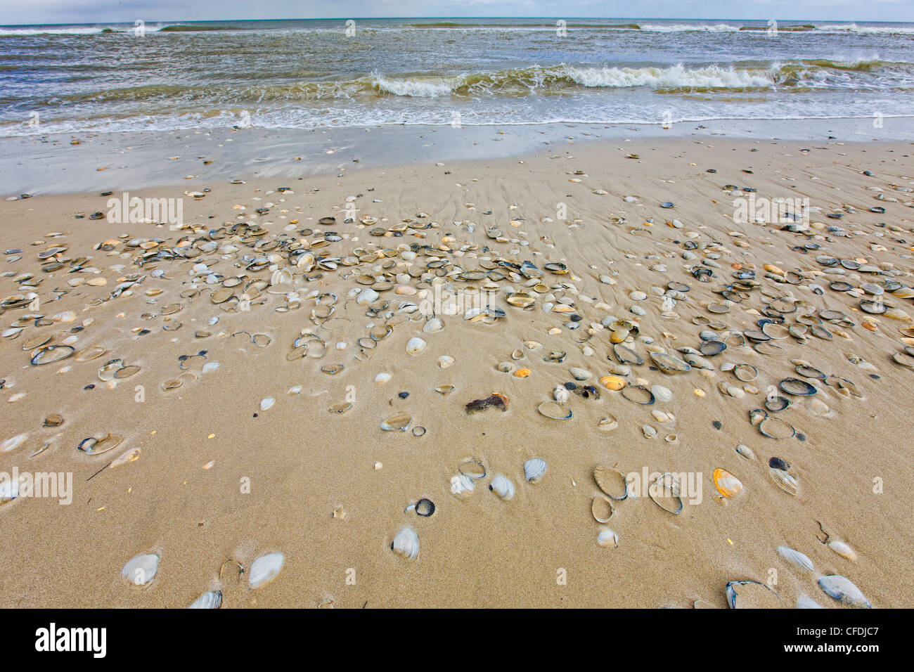 Clams, cockles and Bay Scallop shells on Beach, Island Beach State Park ...