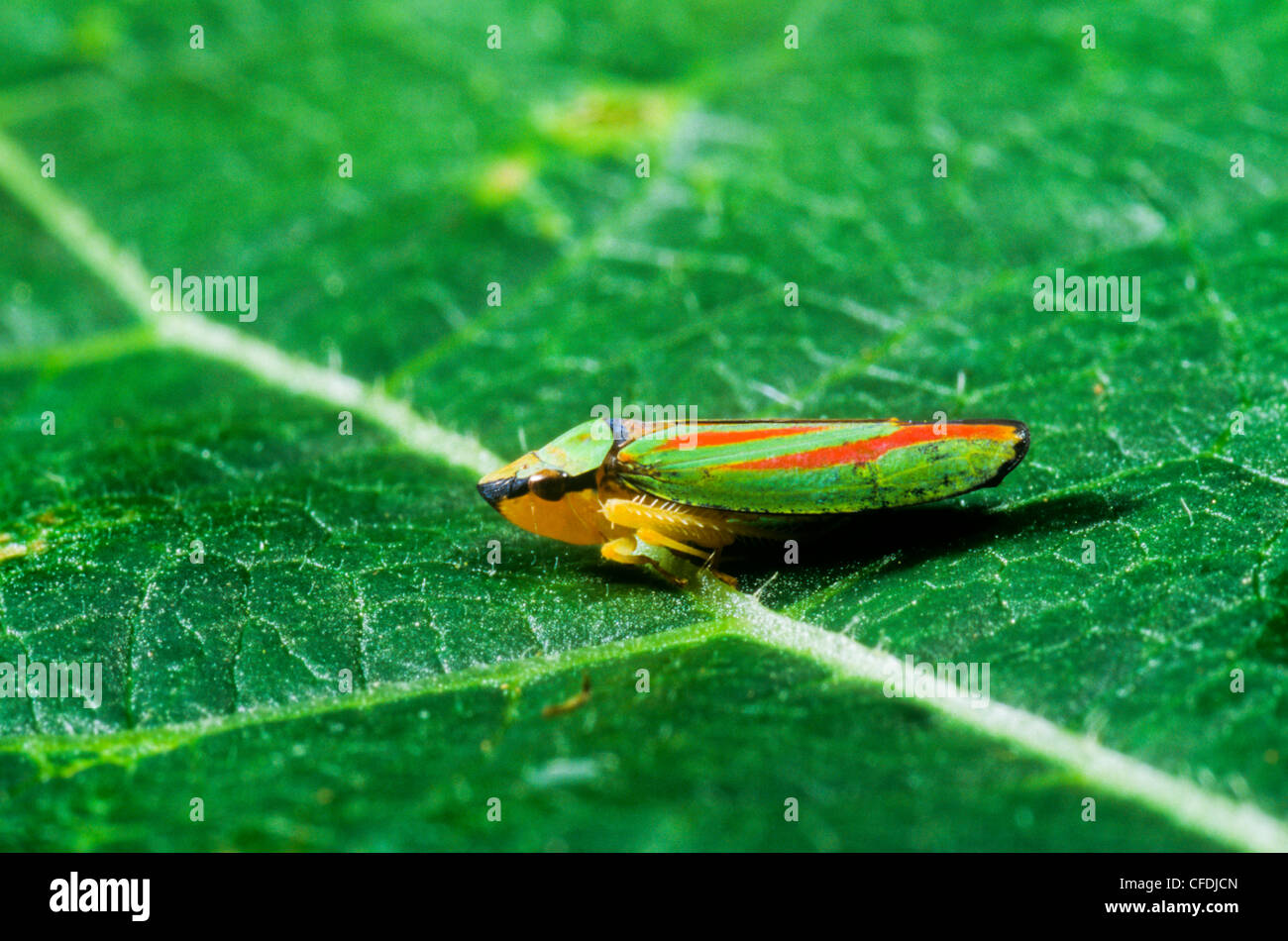 Scarlet-and-green Leafhopper, (Graphocephala coccinea Stock Photo - Alamy