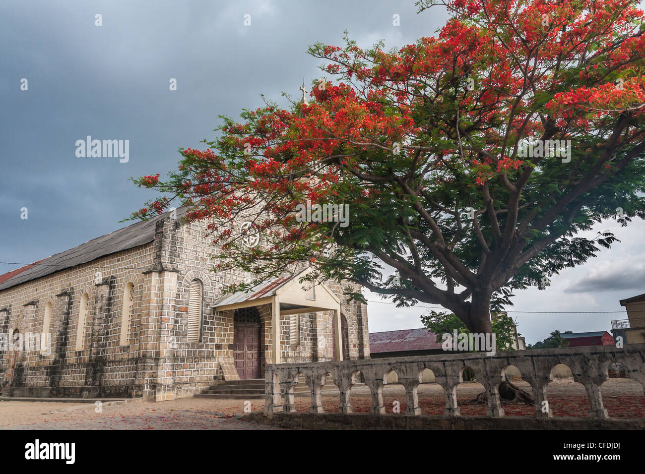 Delonis Regia (Flamboyant) front of the Catholic Church of Ambilobe ...