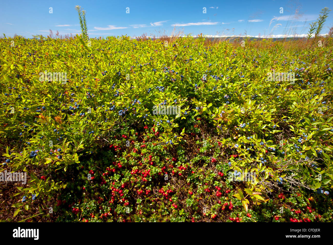 Partridge berry hi-res stock photography and images - Alamy