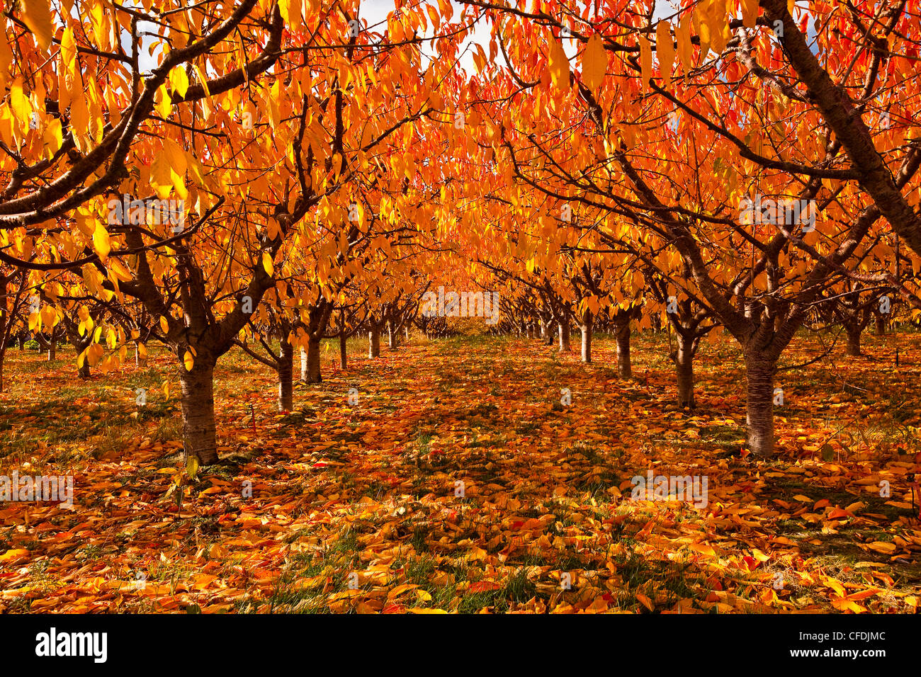 Pear orchard in fall color hi-res stock photography and images - Alamy