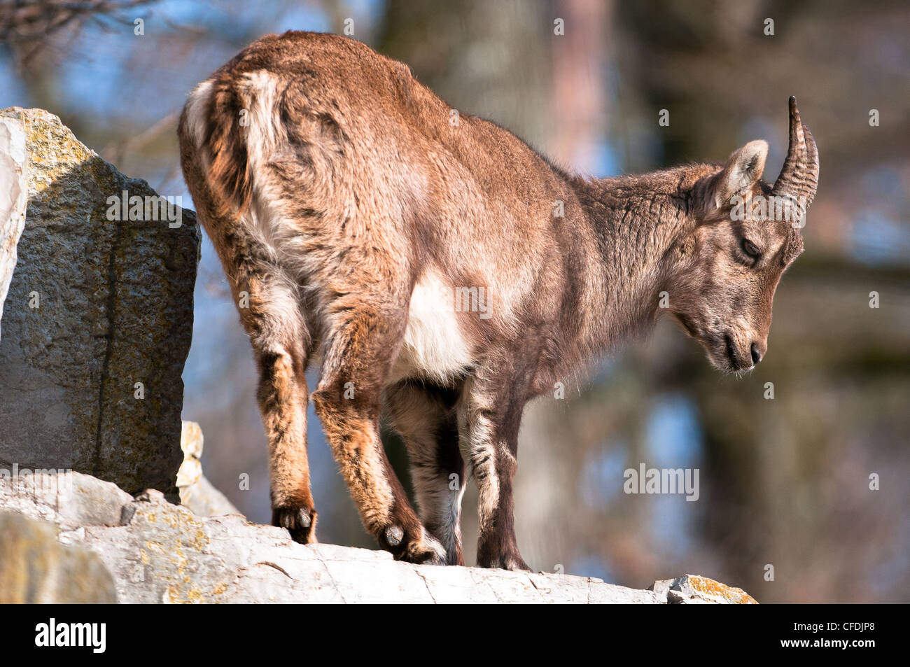 Alpine Ibex Baby