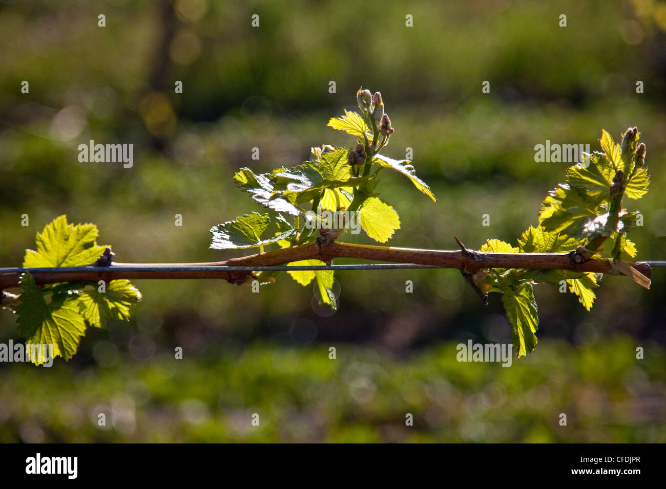 Grapevines in bud burst in spring at Meyer Family Vineyards, Okanagan ...