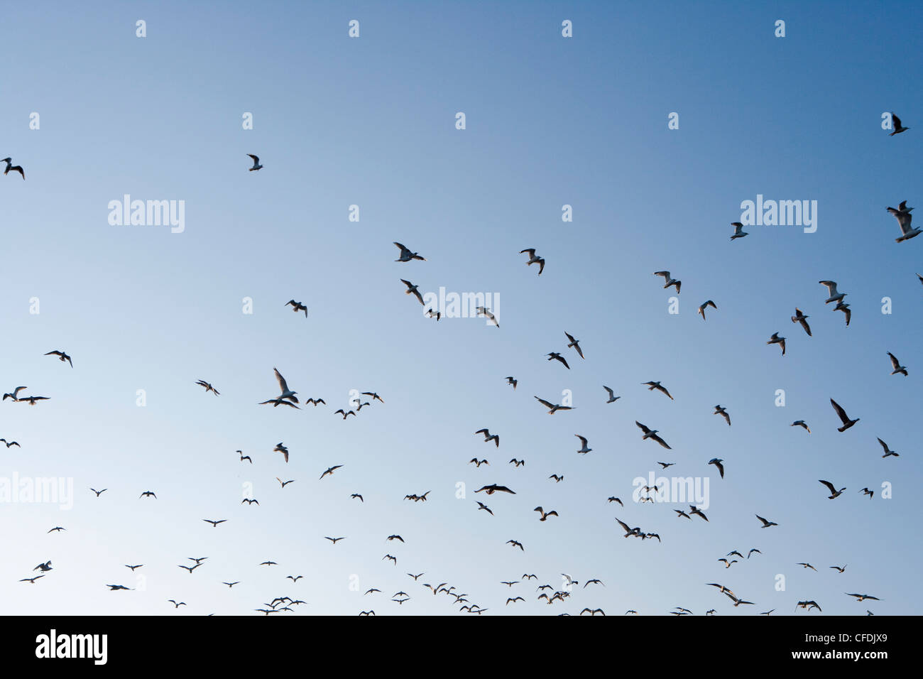 Flock of seagulls hi-res stock photography and images - Alamy