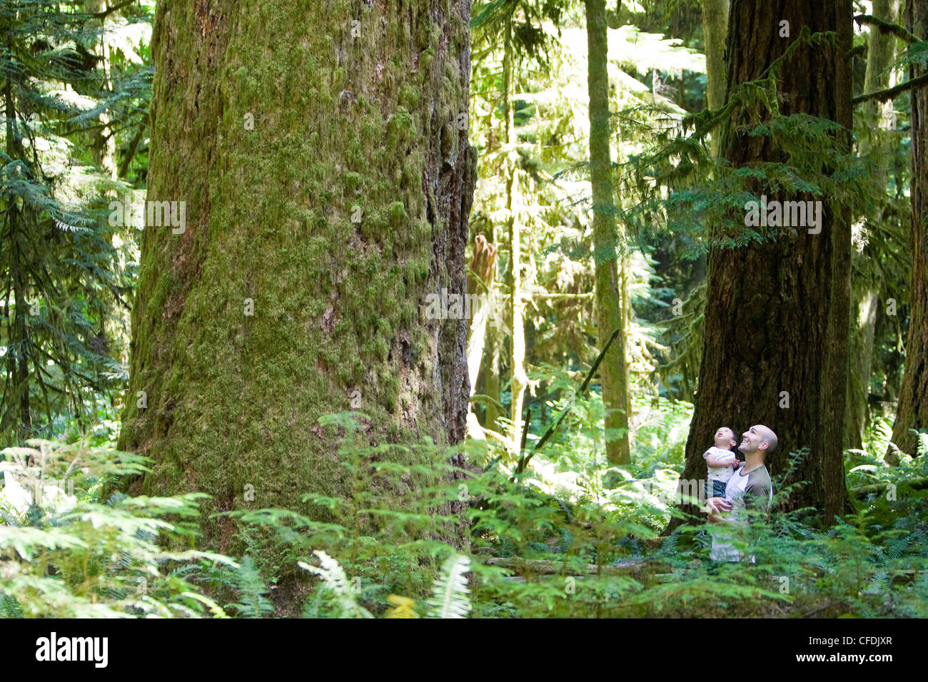 father child admire large trees Cathedral Grove Stock Photo - Alamy