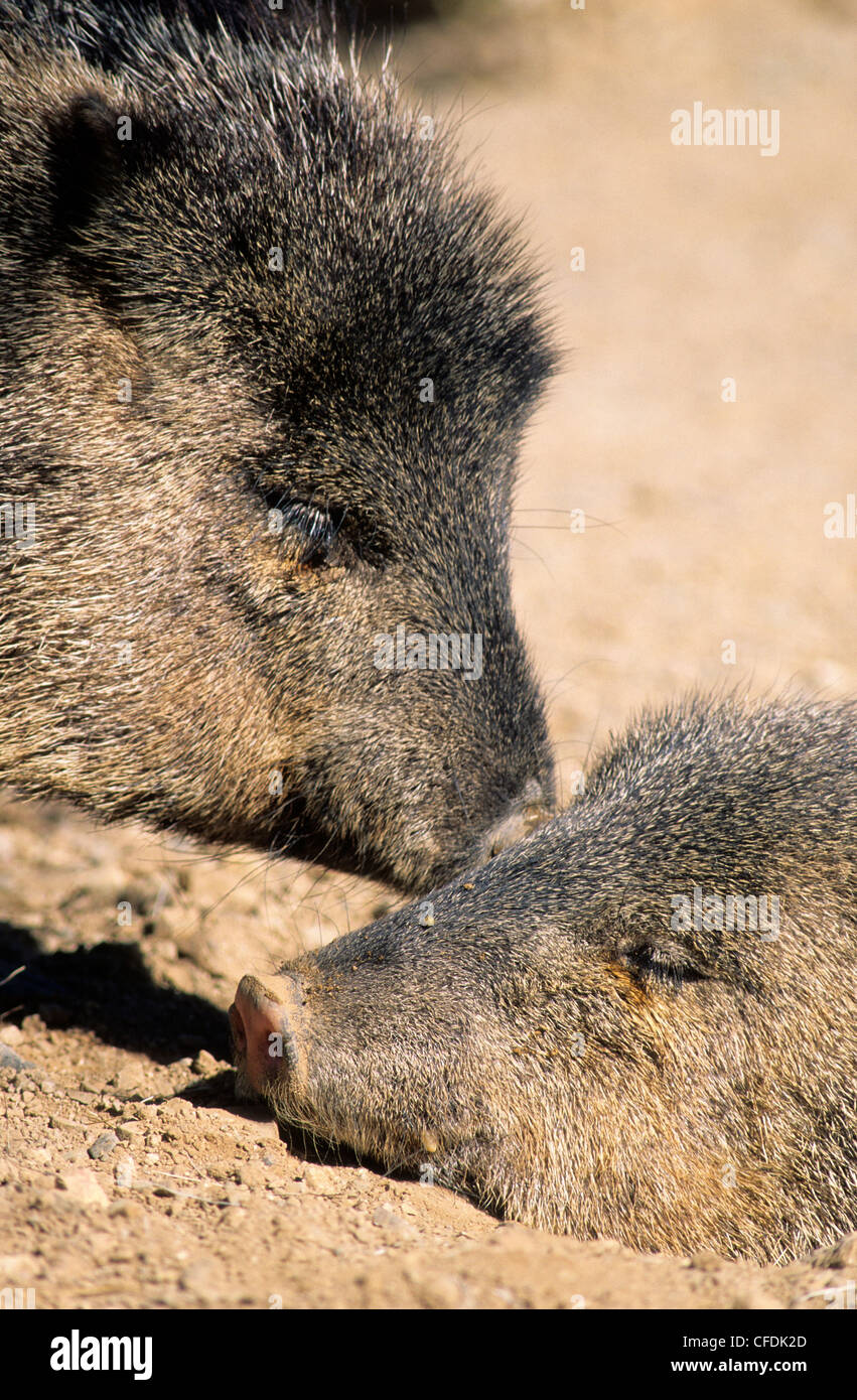 Collared peccary (Tayassu tajacu), Sonoran Desert, southern Arizona ...