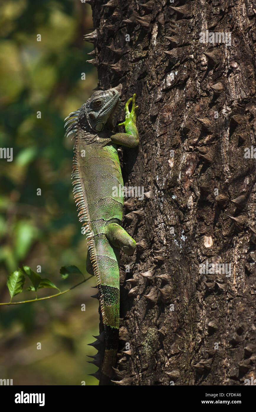 A male green iguana on a spiny pochote tree, Nosara, Nicoya Peninsula ...
