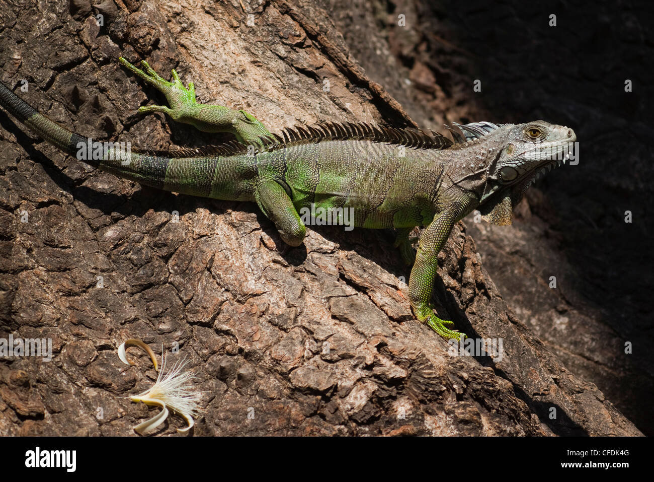 A male green iguana on a spiny pochote tree, Nosara, Nicoya Peninsula ...