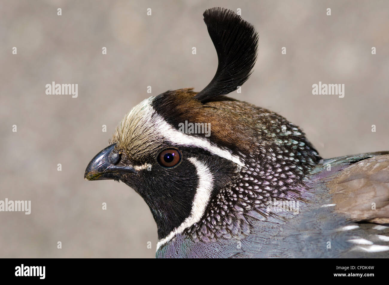 Male Caifornia quail (Callipepla californica), Okanagan Valley ...