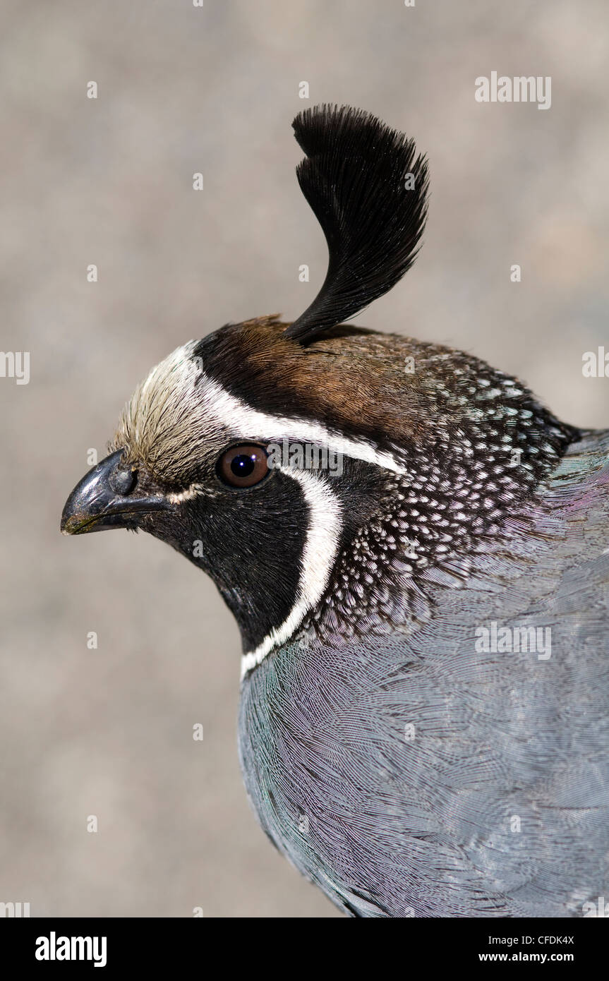 Male Caifornia quail (Callipepla californica), Okanagan Valley ...