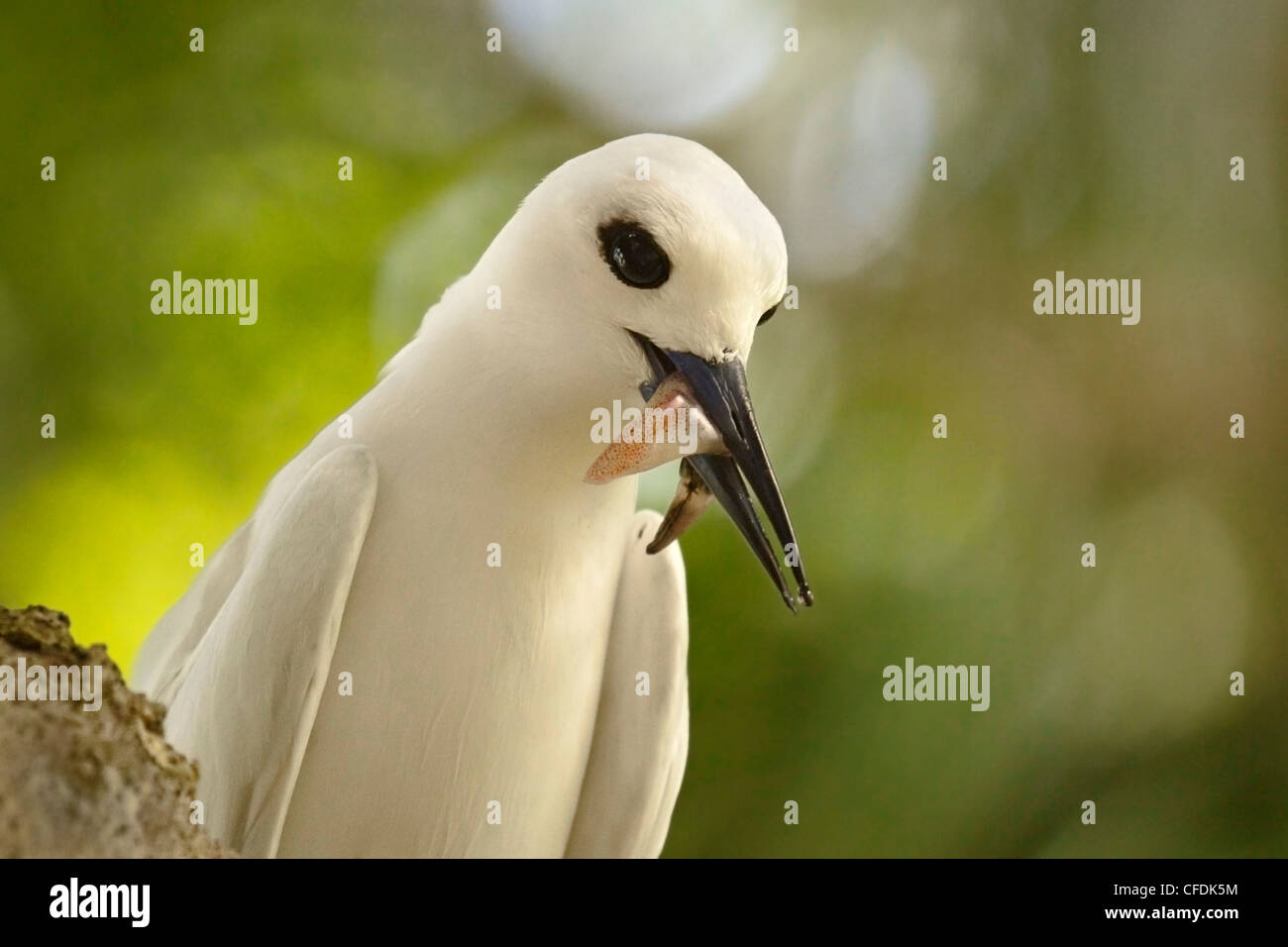 Squid beak hi-res stock photography and images - Alamy