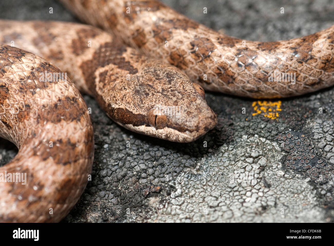 Night snake hi-res stock photography and images - Alamy