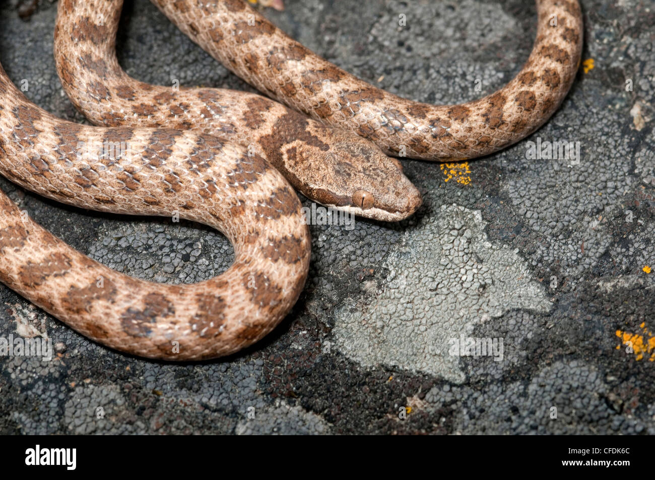Night snake (Hypsiglena torquata), Okanagan Valley, southern British ...