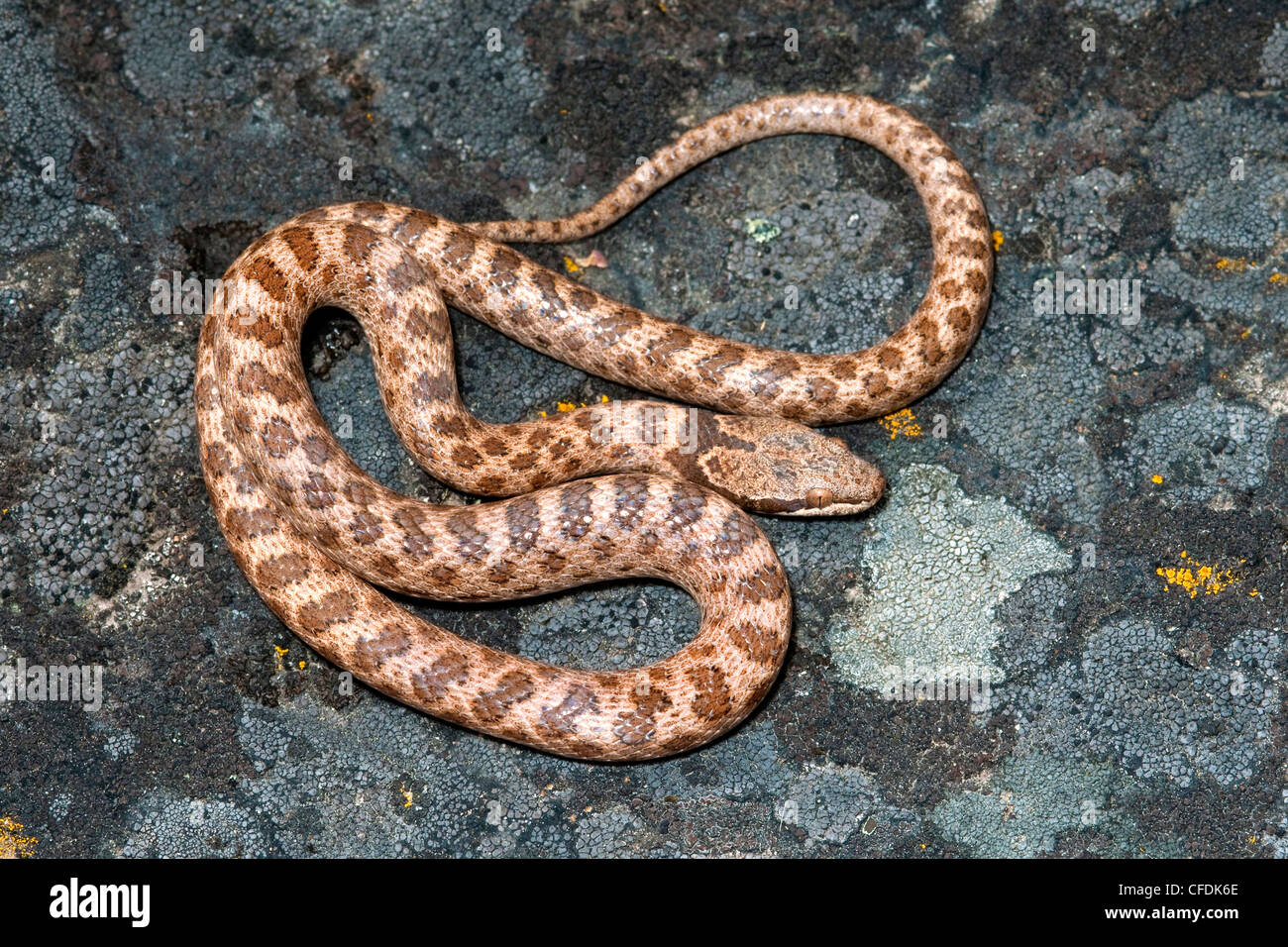 Night snake (Hypsiglena torquata), Okanagan Valley, southern British ...