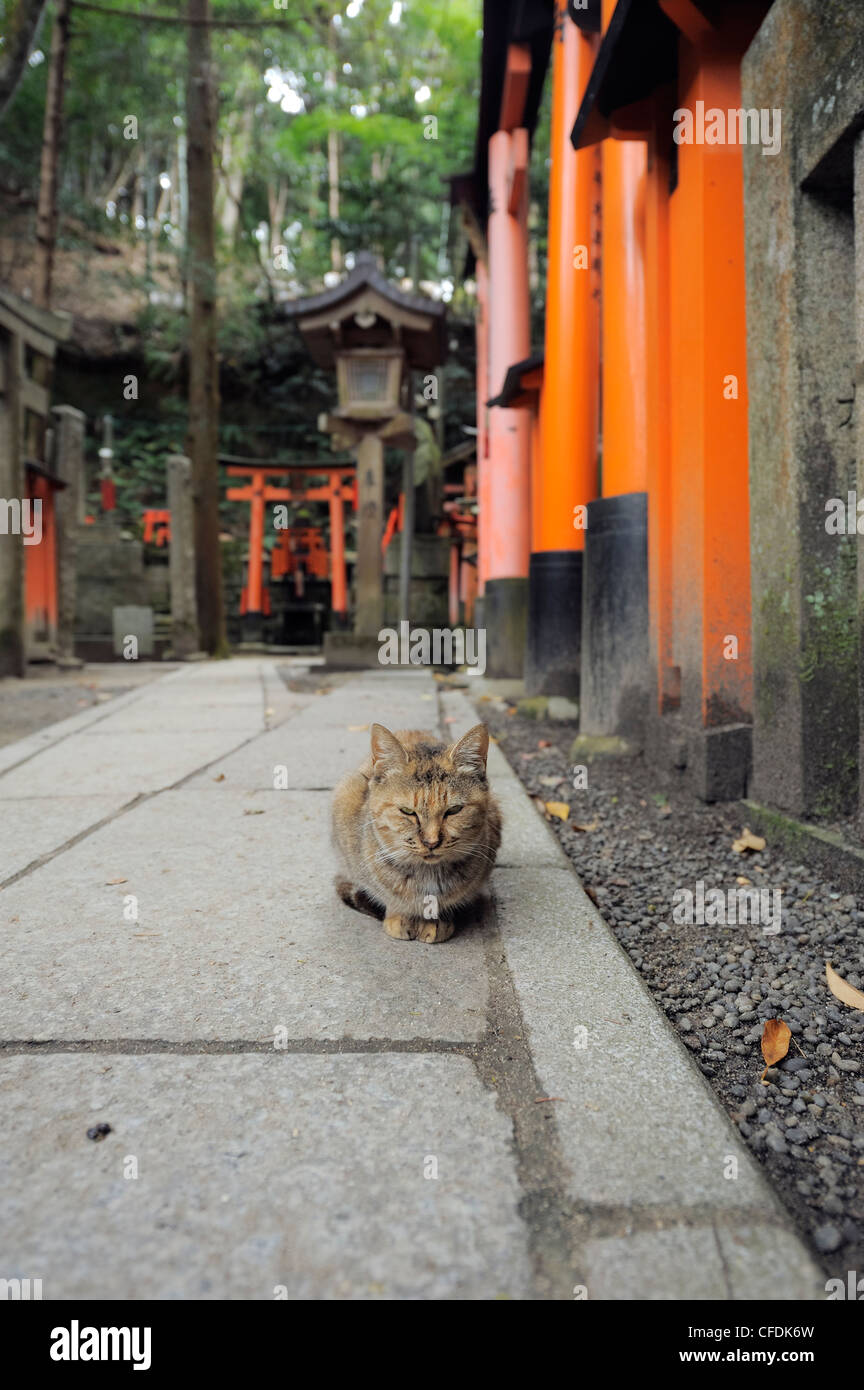 cat looking into the camera at Fushimi Inari Shrine, Kyoto, Japan Stock ...