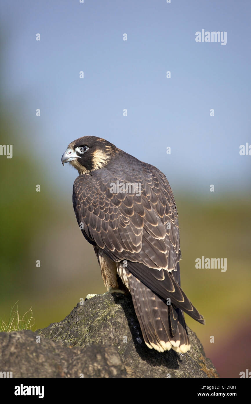 Peregrine falcon uk hi-res stock photography and images - Alamy