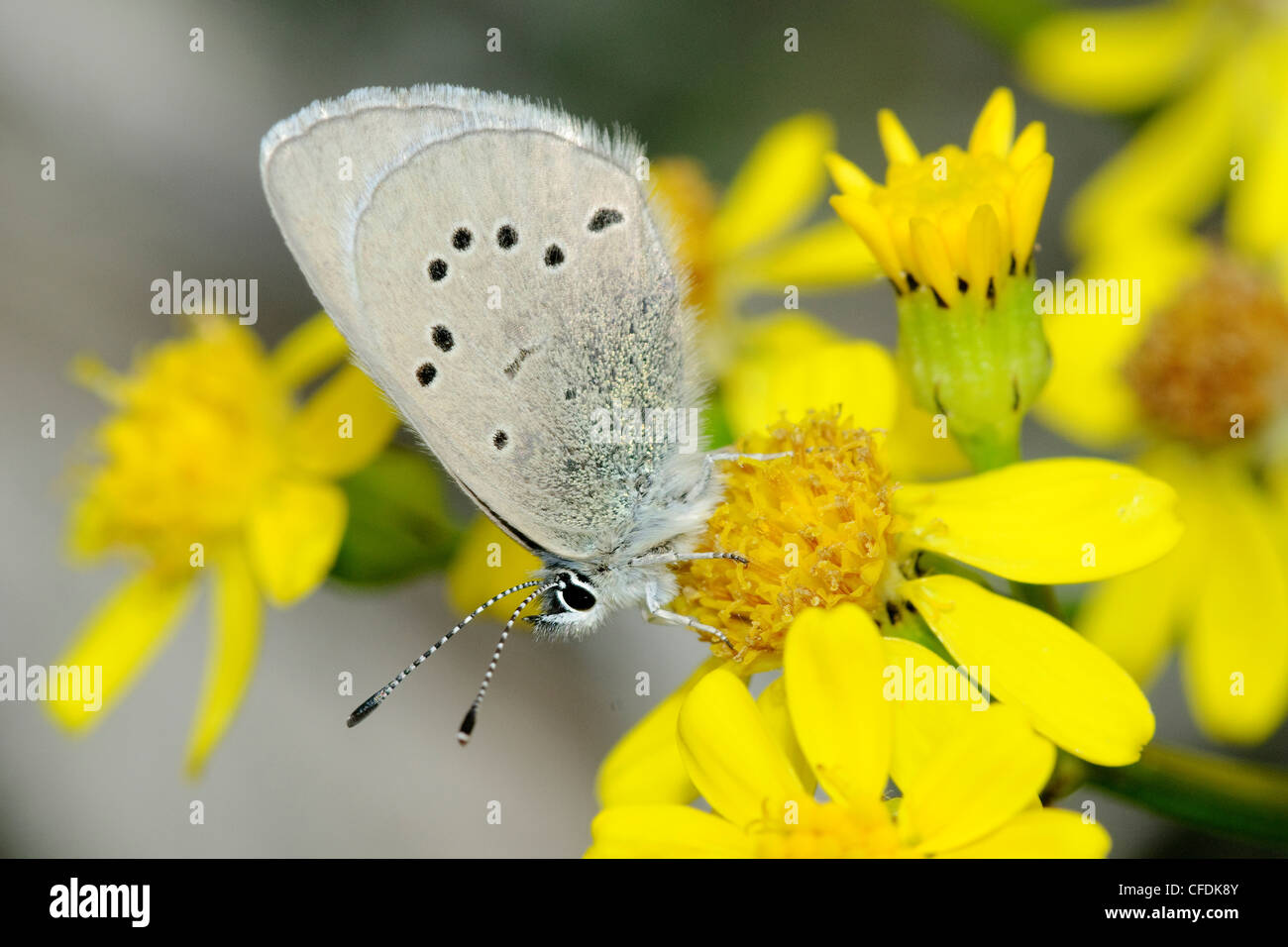 Valley of the butterflies hi-res stock photography and images - Alamy