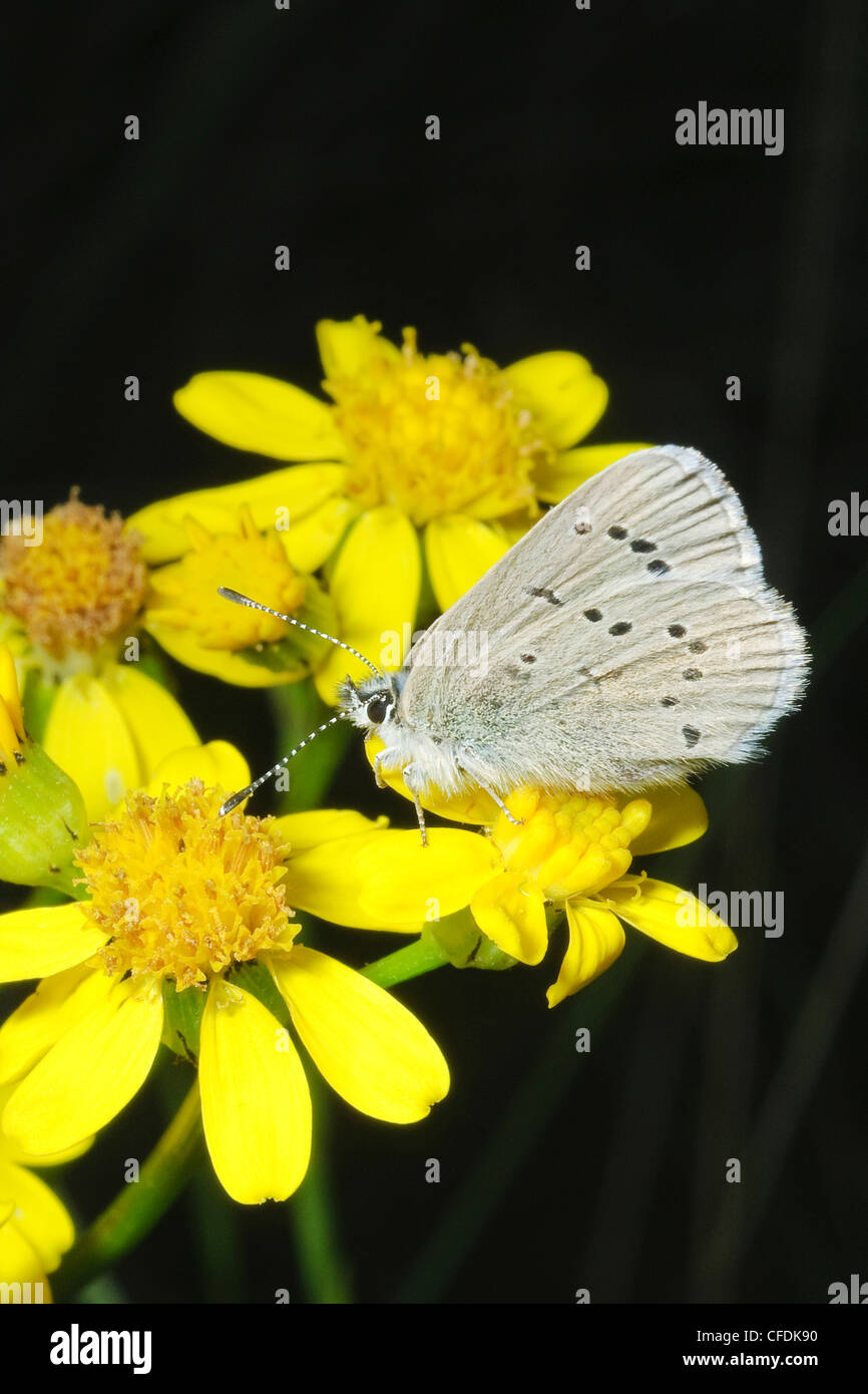Spring azure (Celastrina ladon), Okanagan Valley, southern Britsih ...