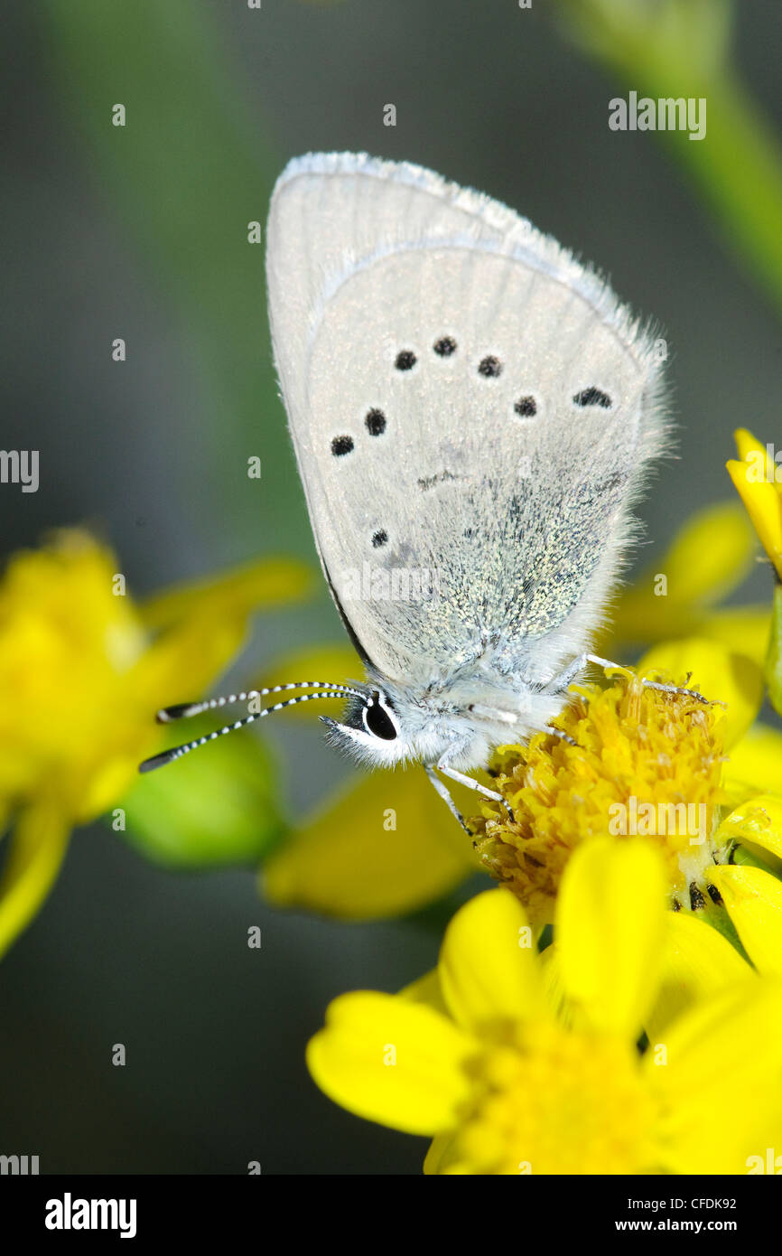 Spring azure (Celastrina ladon), Okanagan Valley, southern Britsih ...