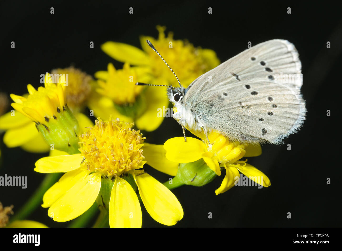 Spring azure (Celastrina ladon), Okanagan Valley, southern Britsih ...