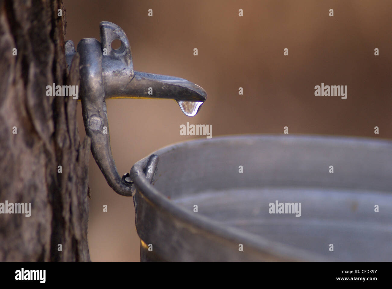 Maple Tree Sap Dripping