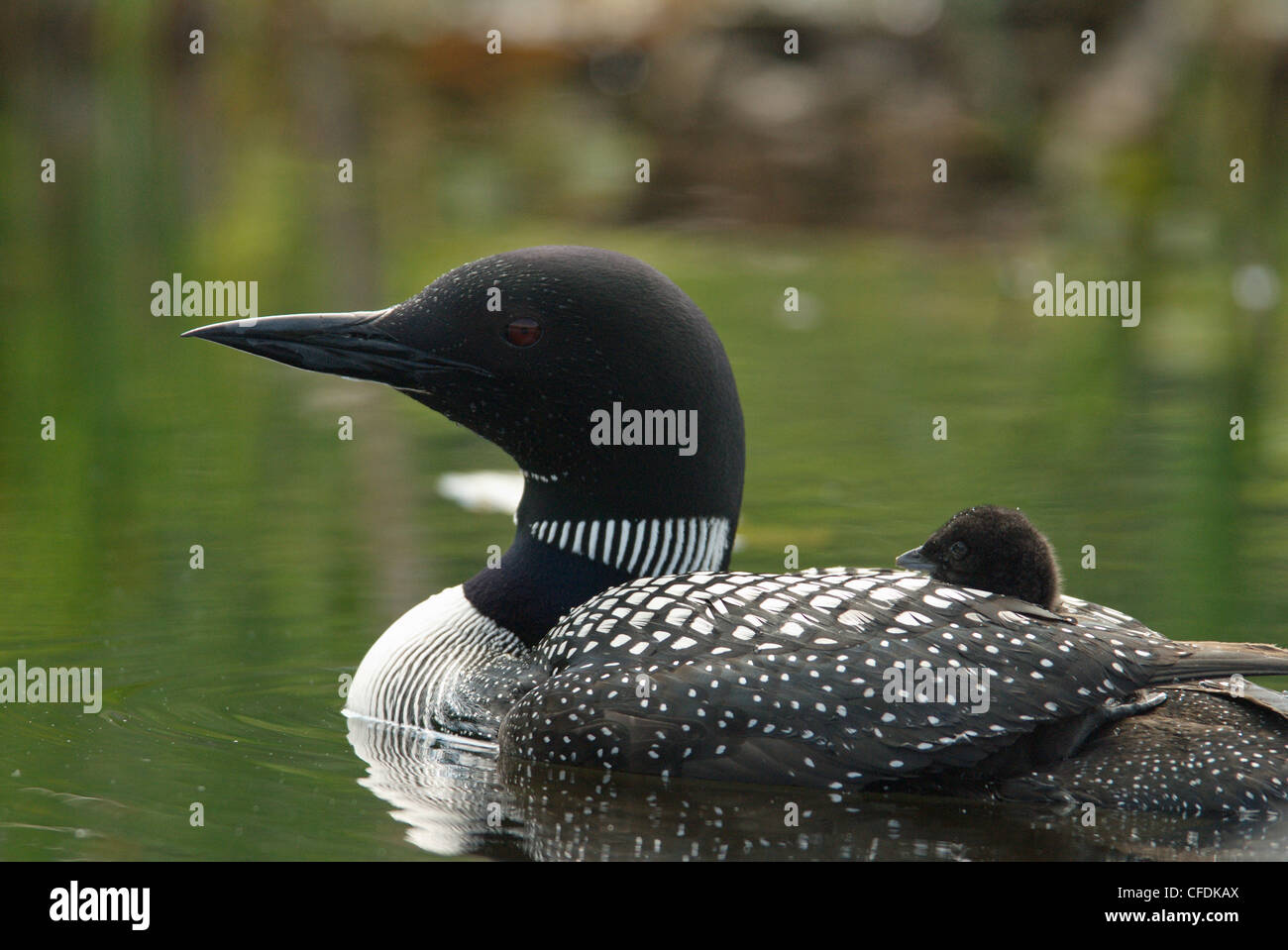 Loon with chick in water, Muskoka, Ontario, Canada Stock Photo - Alamy