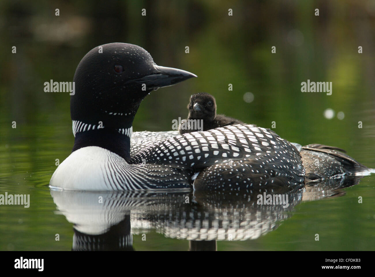 Two common loon chicks side by side hi-res stock photography and images ...