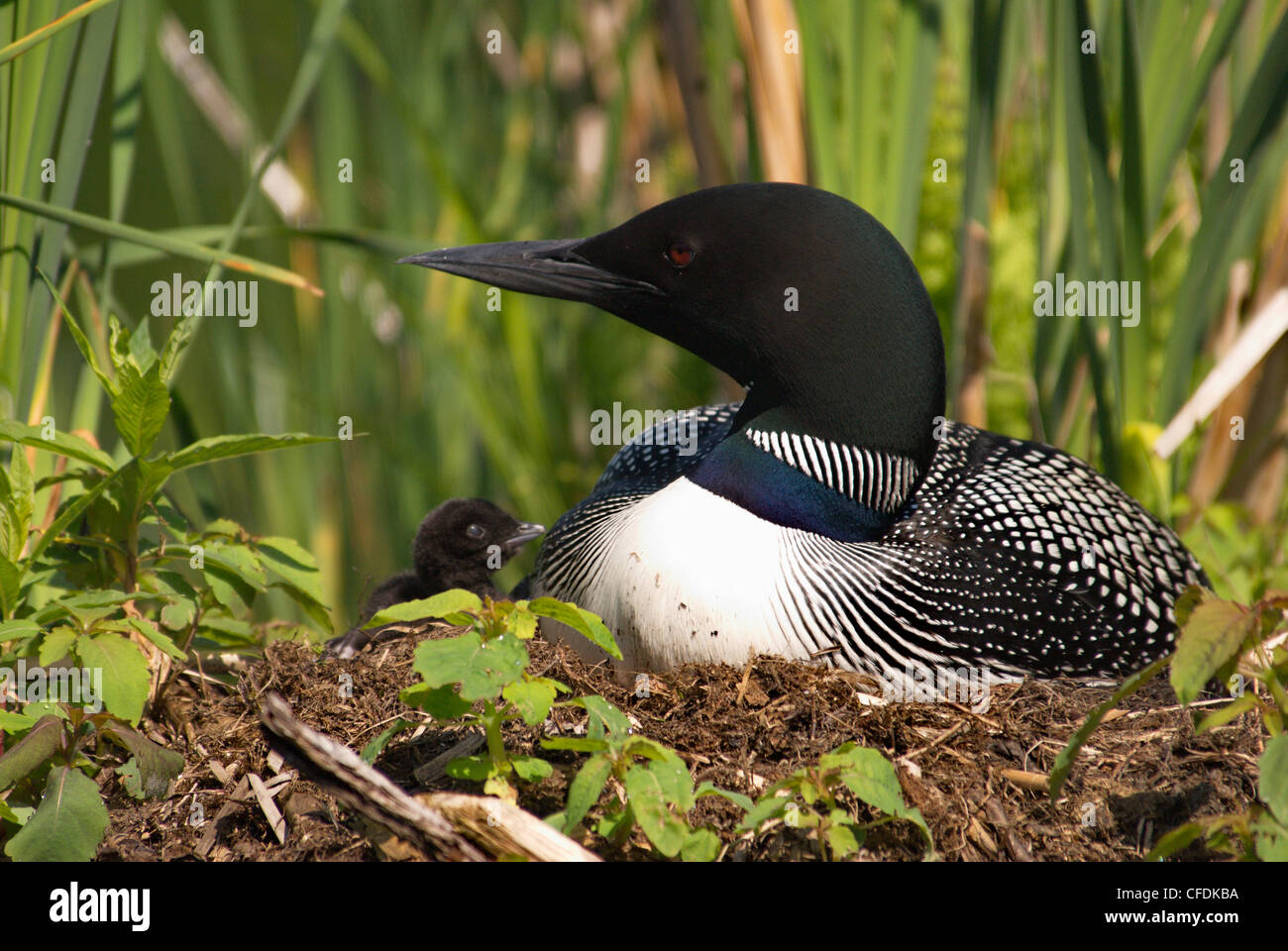 Loon with chick in nest, Muskoka, Ontario, Canada Stock Photo - Alamy