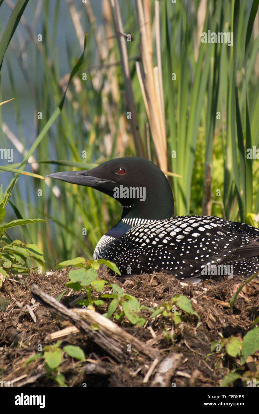 Loon in nest, Muskoka, Ontario, Canada Stock Photo - Alamy