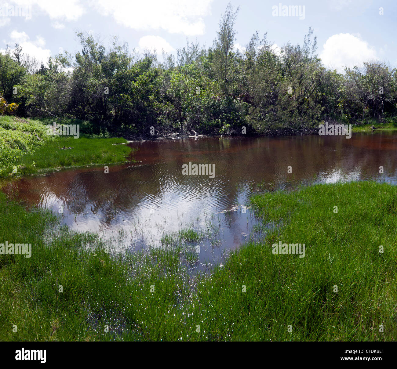 Photostiched panorama of the Pond at Spittal Pond Nature Reserve ...