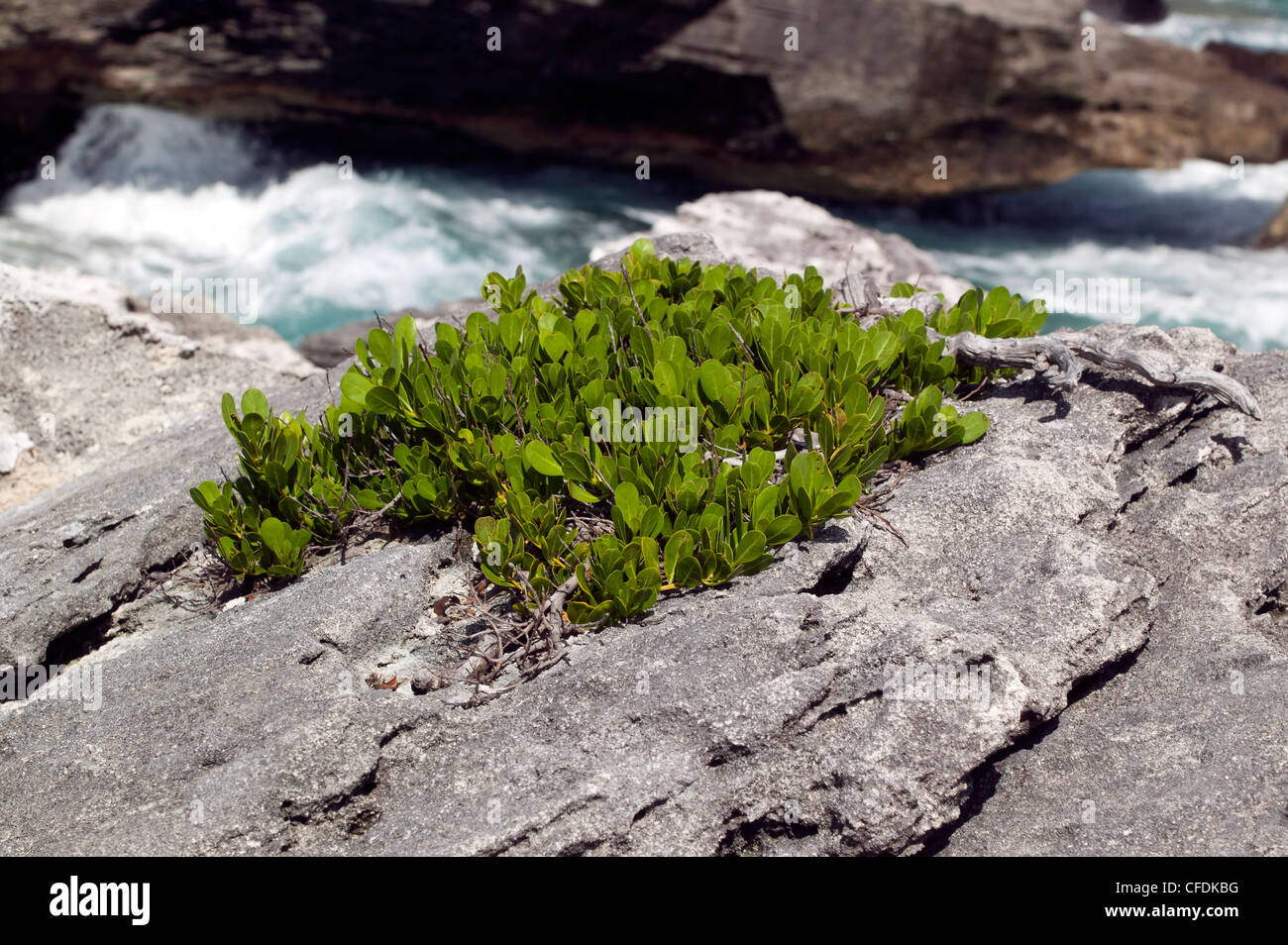 Bermuda spittal pond nature reserve hi-res stock photography and images ...