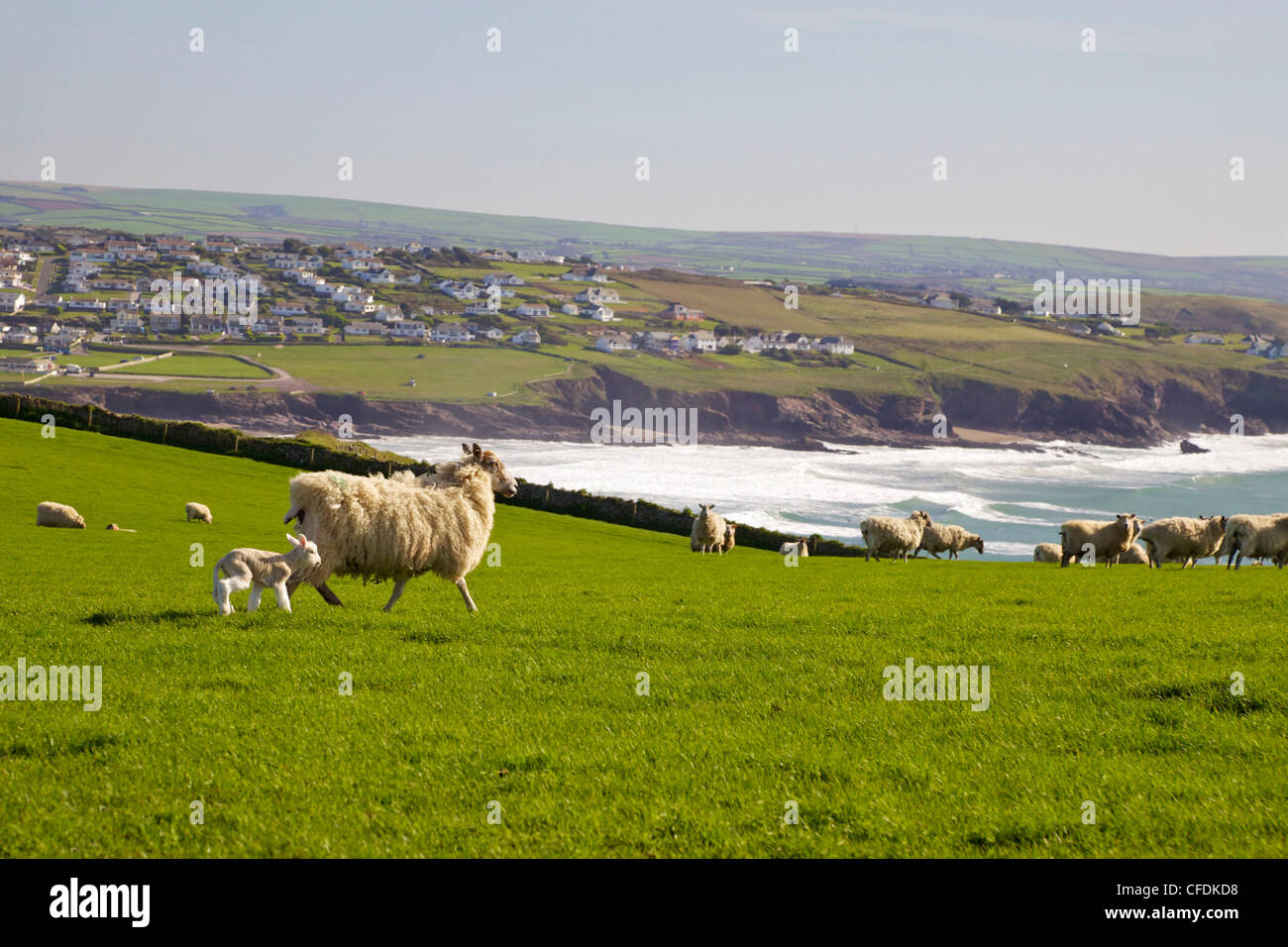Field of sheep in north cornwall hi-res stock photography and images ...