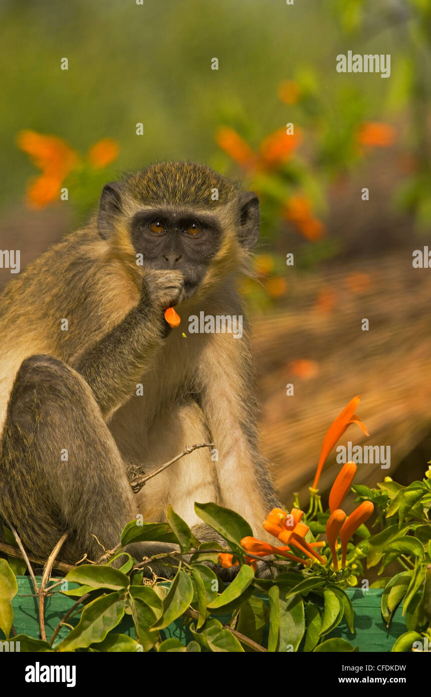 Monkey holding flower hi-res stock photography and images - Alamy