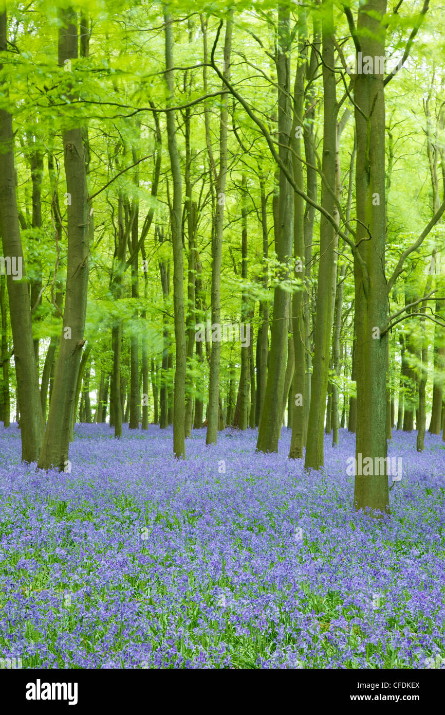Ashridge estate hi-res stock photography and images - Alamy