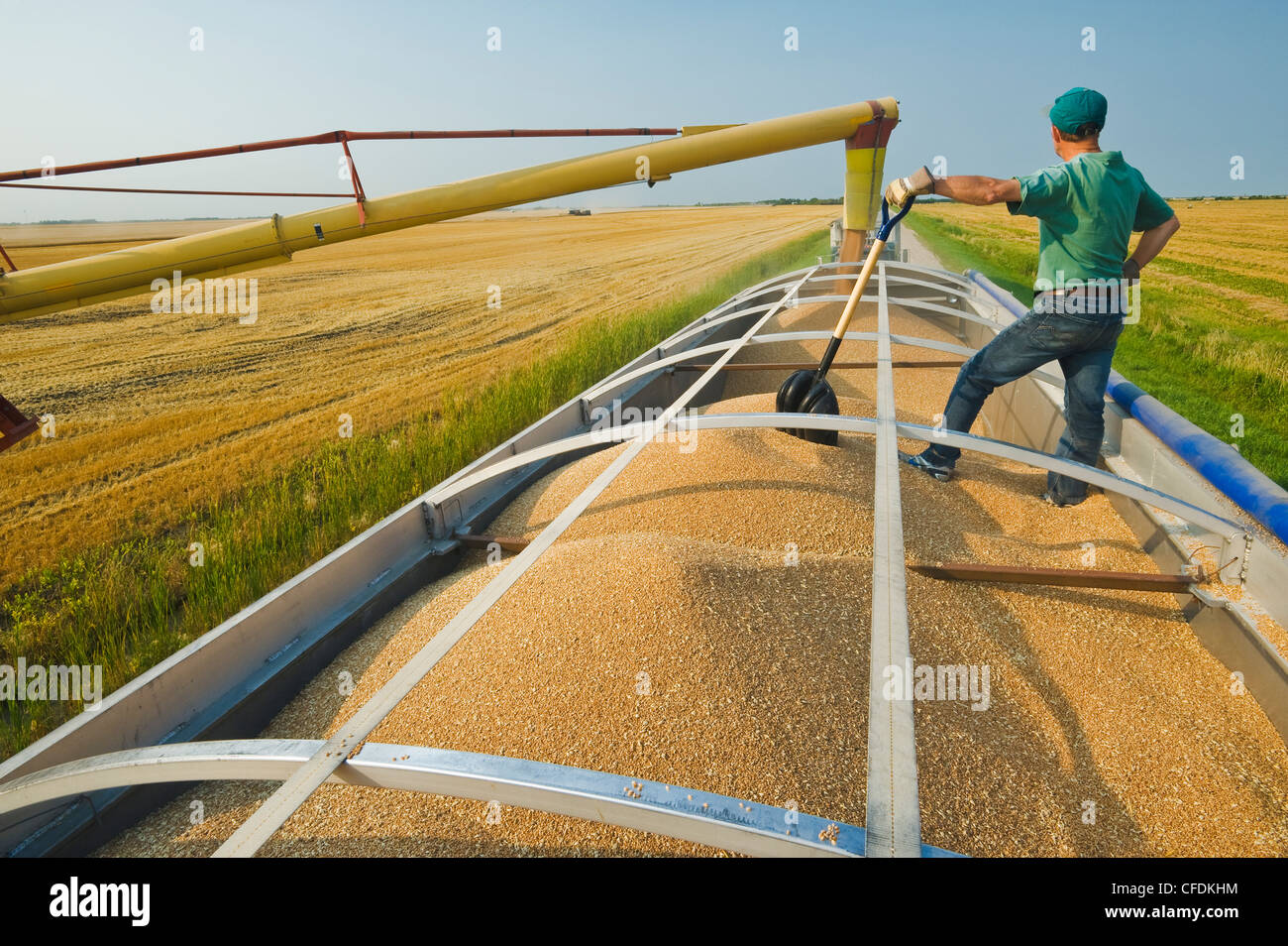 An auger loads wheat into a farm truck during the harvest, near Lorette ...
