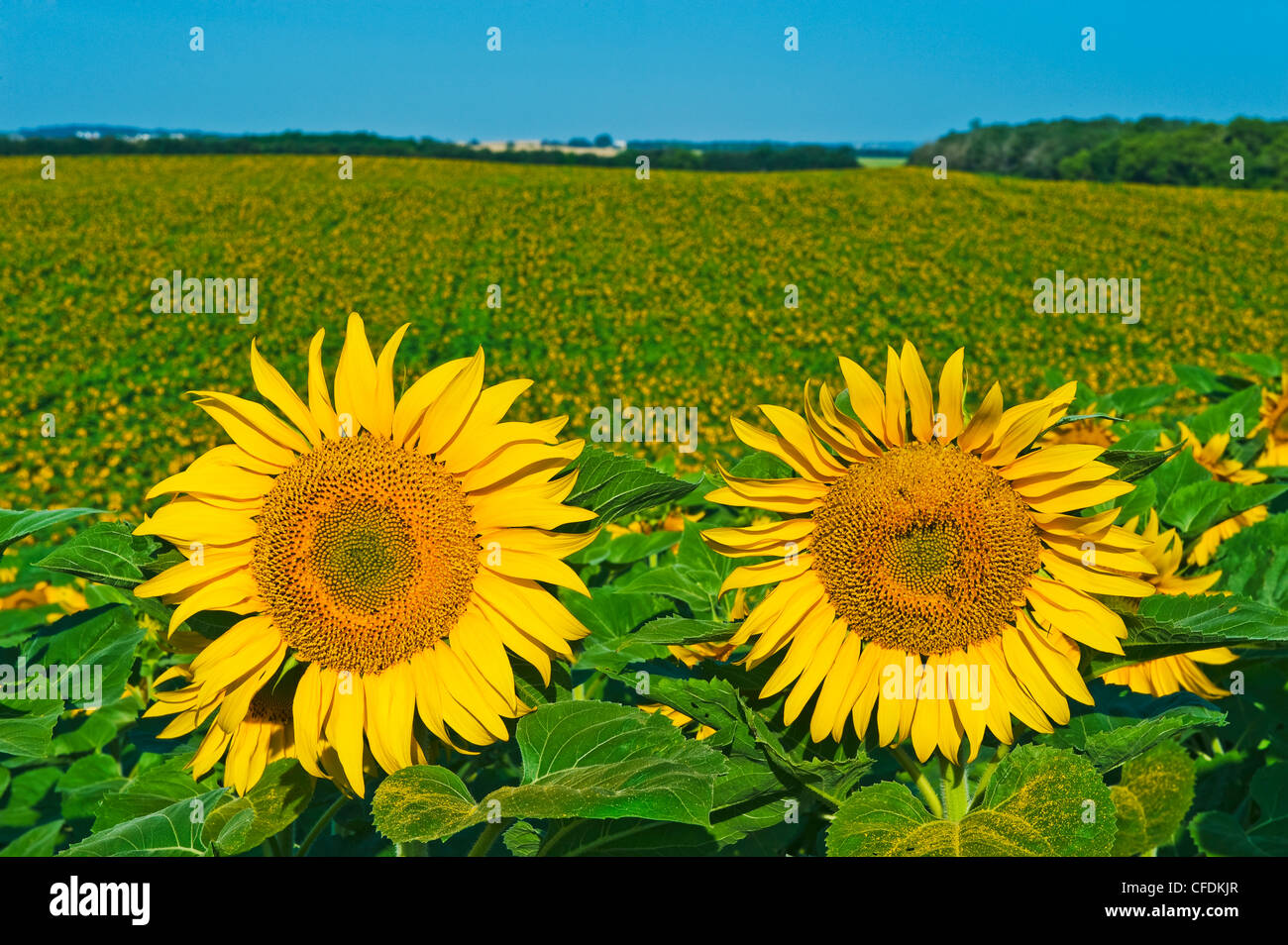 Treherne hi-res stock photography and images - Alamy