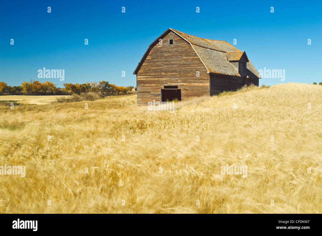Old barn/wind-blown wheat, near Central Butte ,Saskatchewan, Canada ...