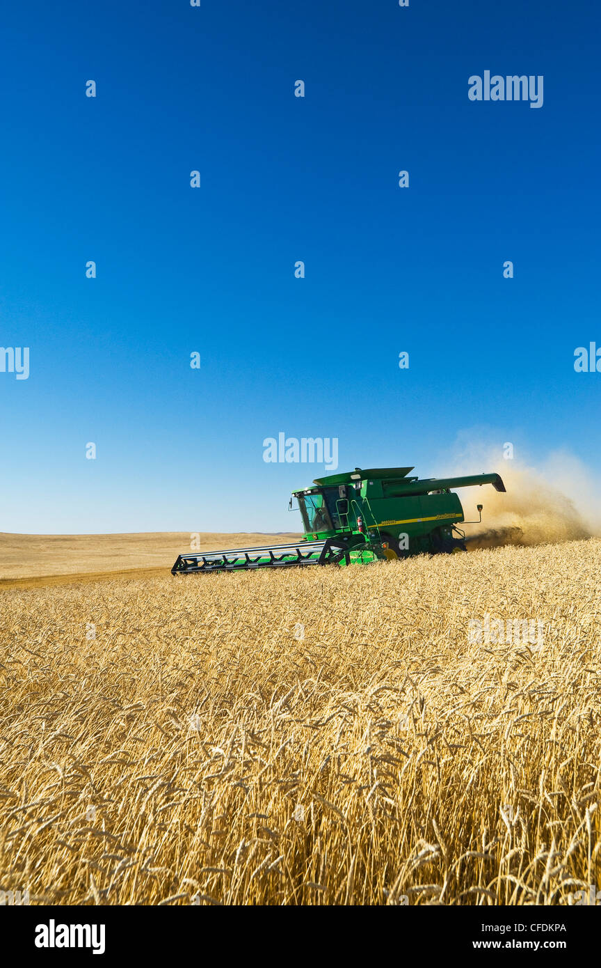 A combine harvests spring wheat near Pangman, Saskatchewan, Canada ...