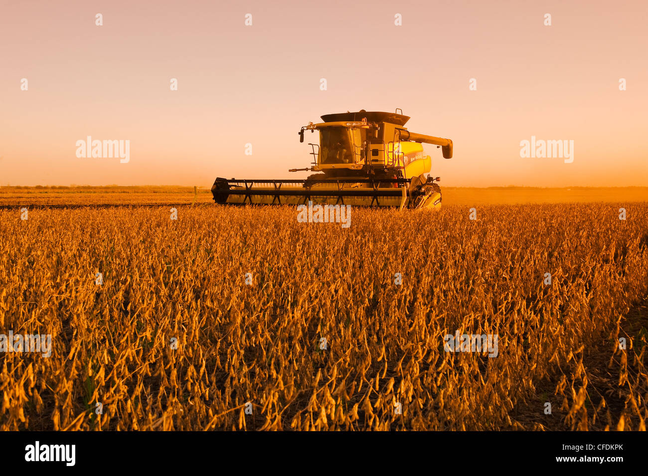 Soybean harvest, near Lorette, Manitoba, Canada Stock Photo - Alamy