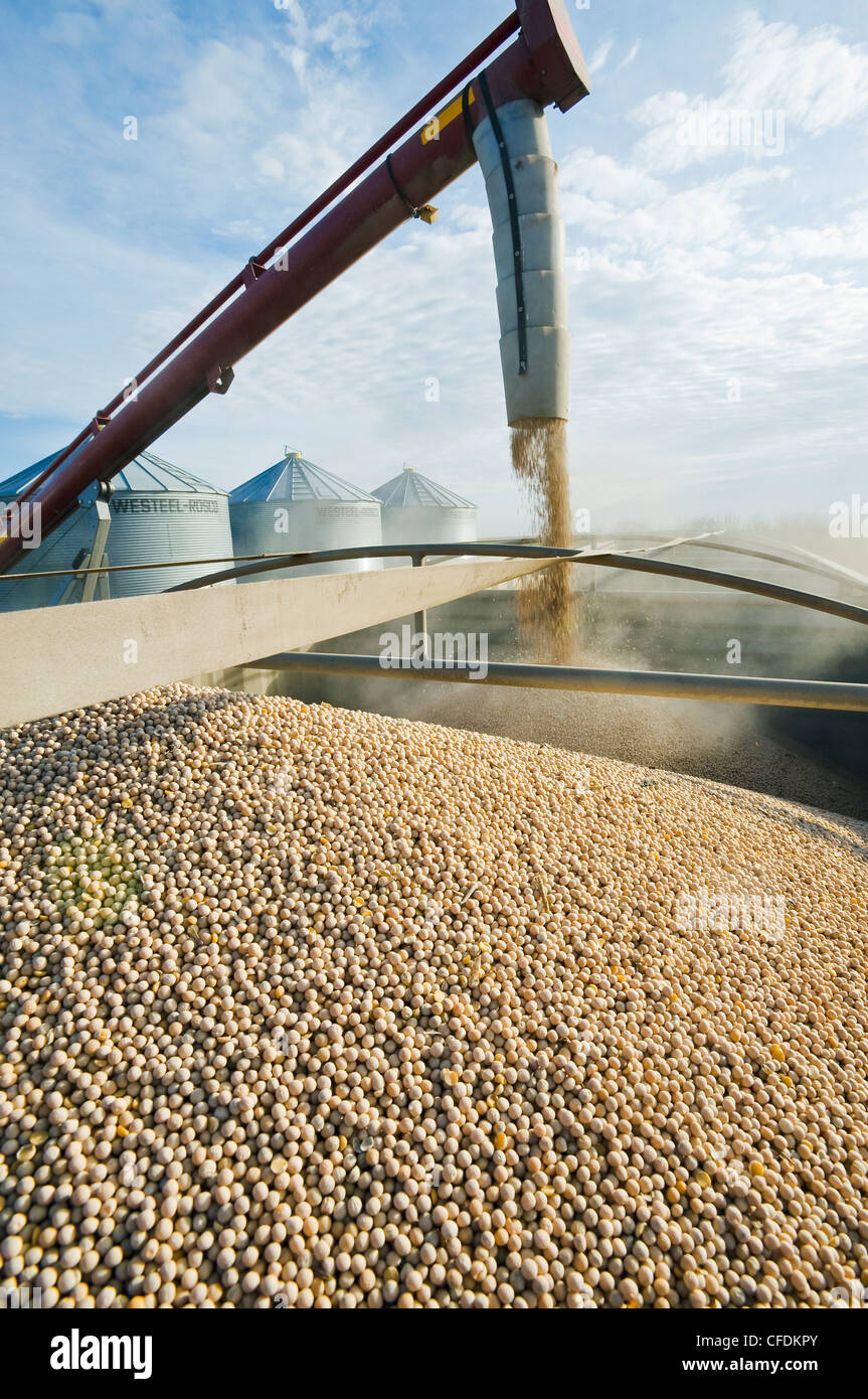 Field peas being augered into a farm truck for shipping, near Ponteix ...