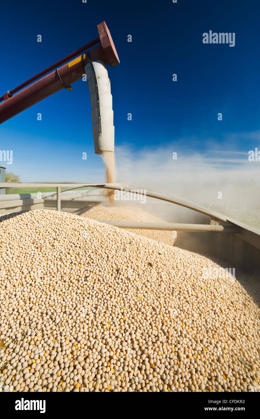 Field peas being augered into a farm truck for shipping, near Ponteix ...