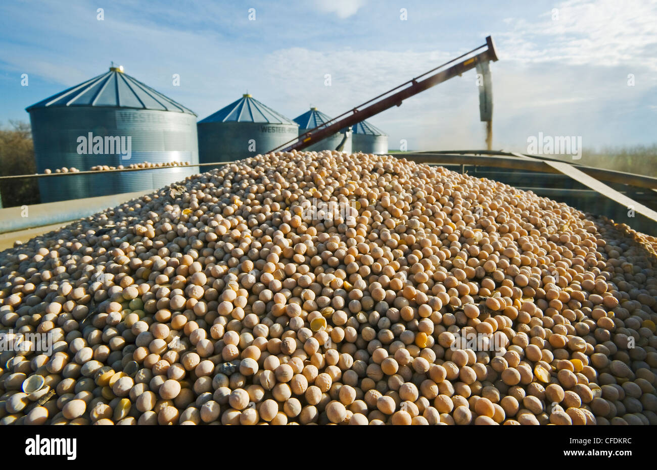 Field peas being augered into a farm truck for shipping, near Ponteix ...