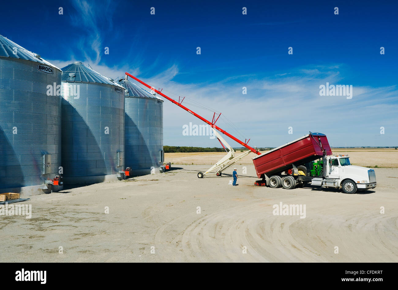 A farmer unloads a grain truck loaded with canola into a grain storage ...