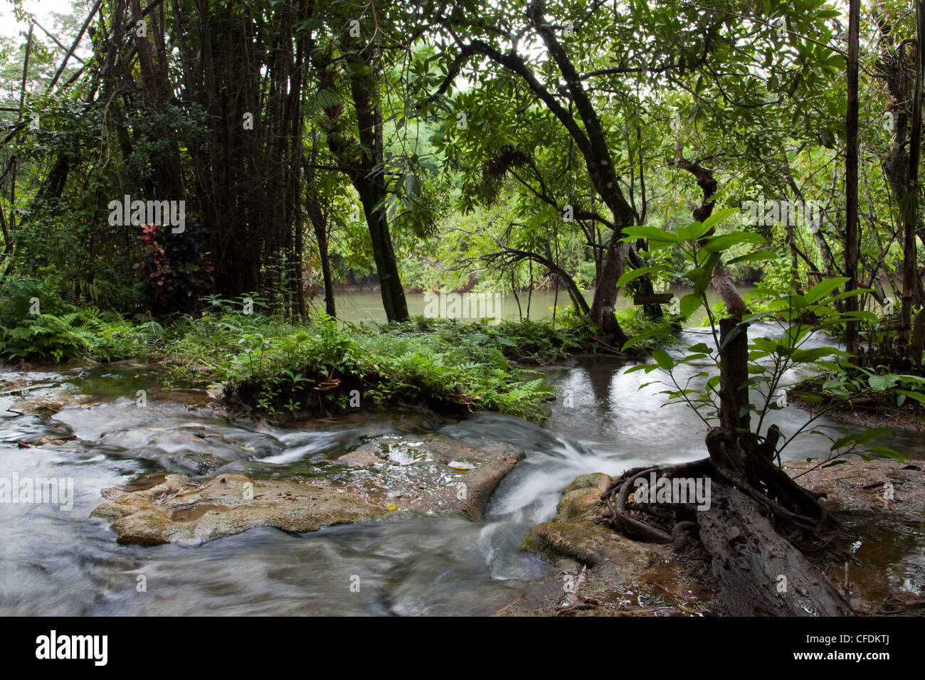 Kwai tree hi-res stock photography and images - Alamy