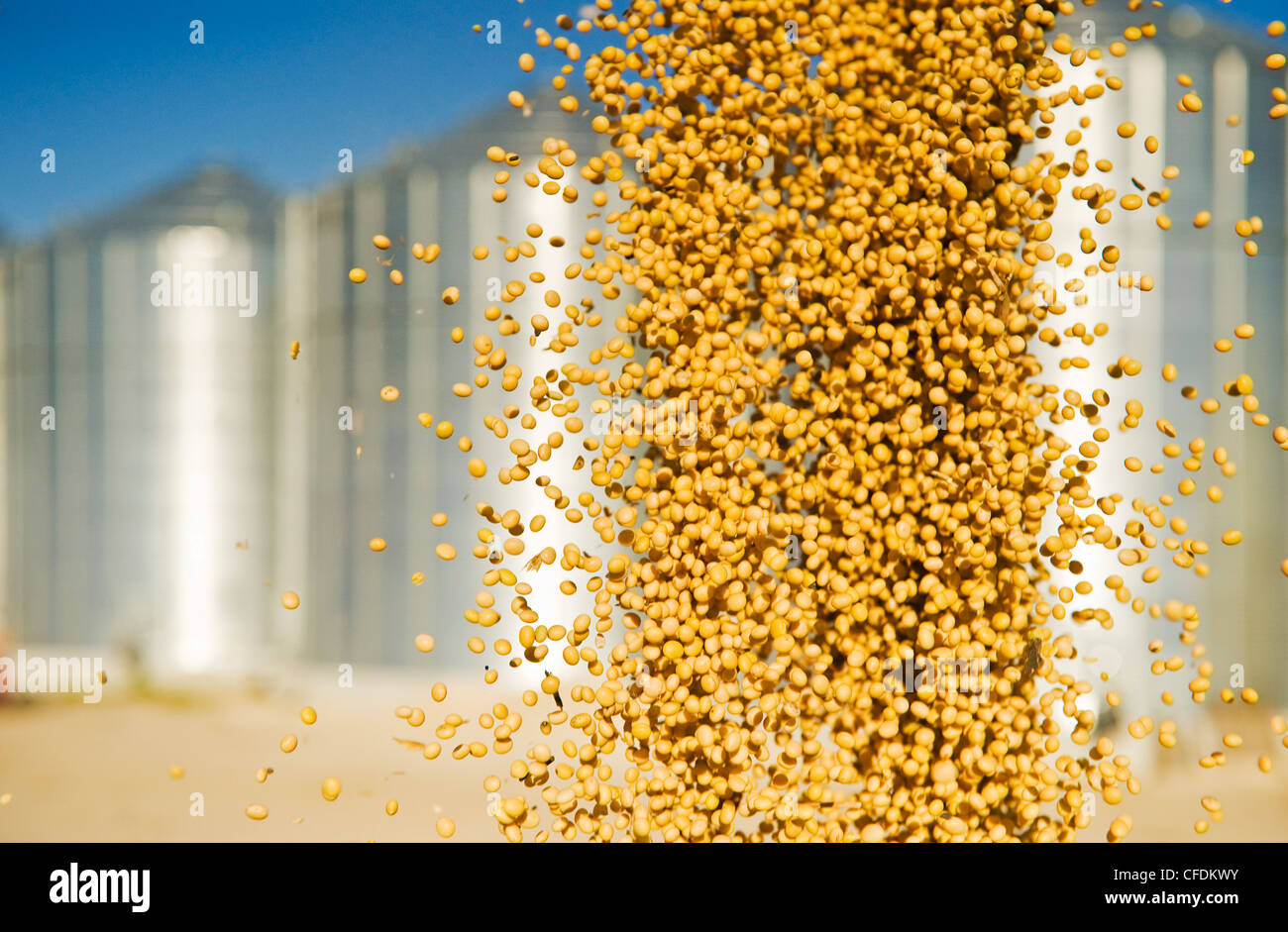 Loading soybeans from grain storage bins, near Lorette, Manitoba ...