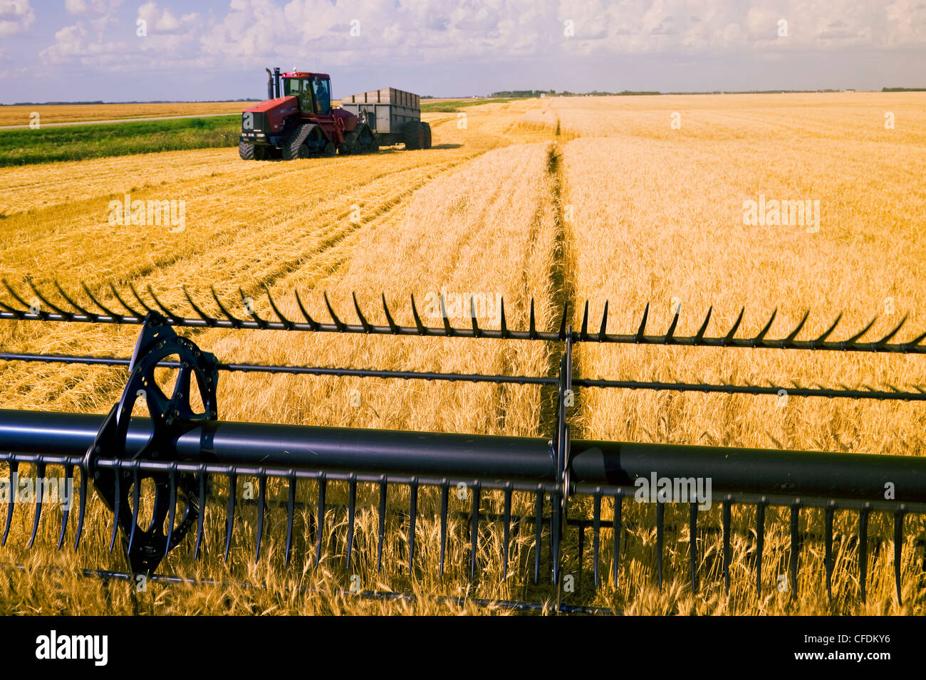 A combine header cuts wheat during the spring wheat harvest, near ...