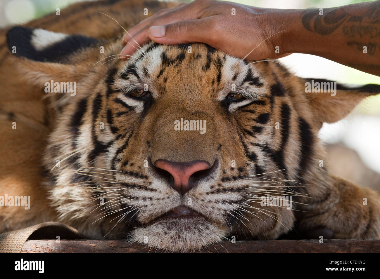 Hand of monk pets tiger at Pha Luang Ta Bua (Temple of the Tigers ...