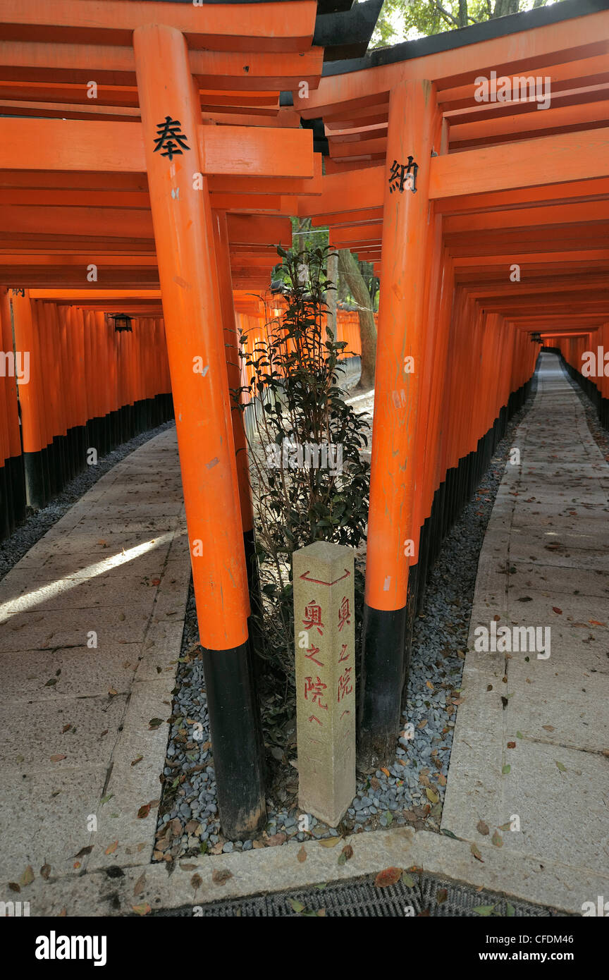 walkway fork and torii gates at Fushimi Inari Shrine, Kyoto, Japan ...