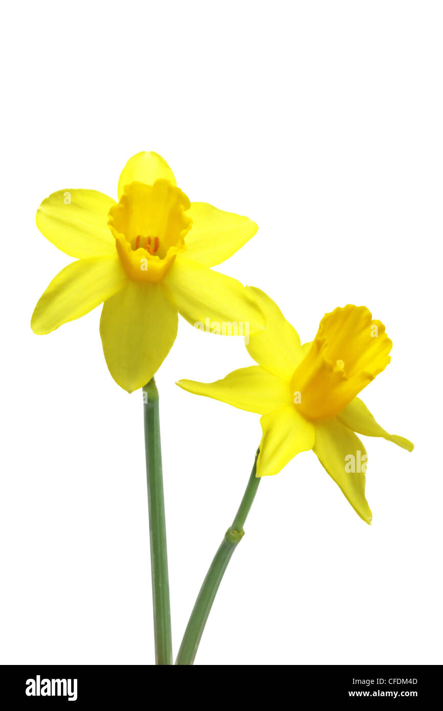 Botanical garden daffodil Cut Out Stock Images & Pictures - Alamy